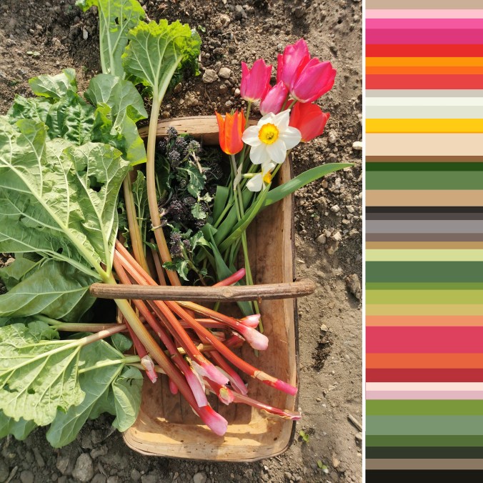seasonal colour palettes in the garden | Kate Farley – drawn to design